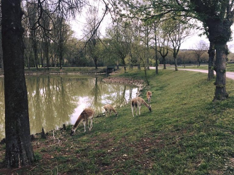 Parco Zoo con Animali in Umbria - Umbria Bimbo